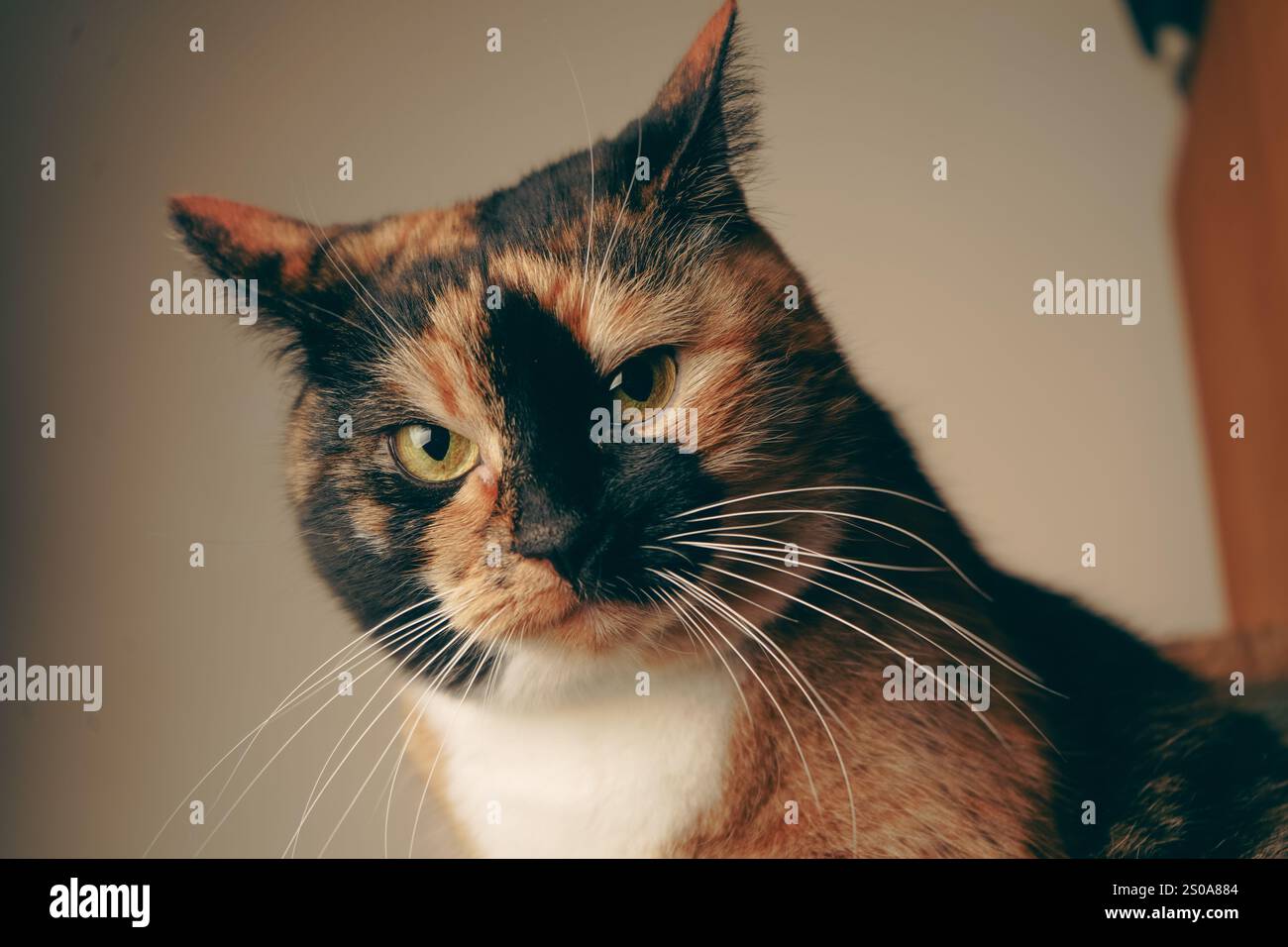 The close-up of a cat's face highlights its vibrant whiskers and shiny ...