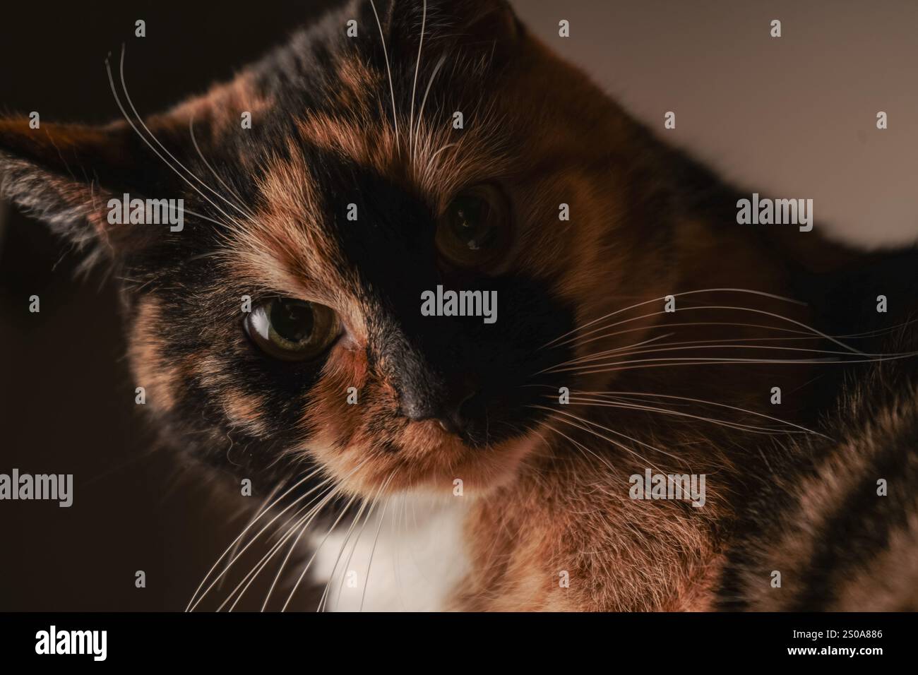 The close-up of a cat's face highlights its vibrant whiskers and shiny ...