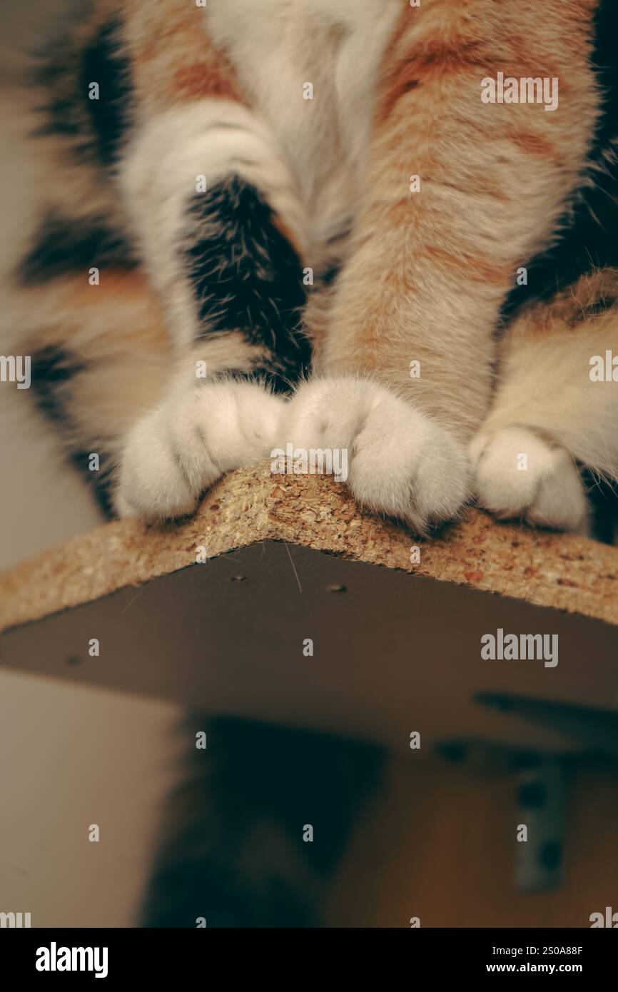 The lower body of a calico cat is showcased, with detailed focus on its ...