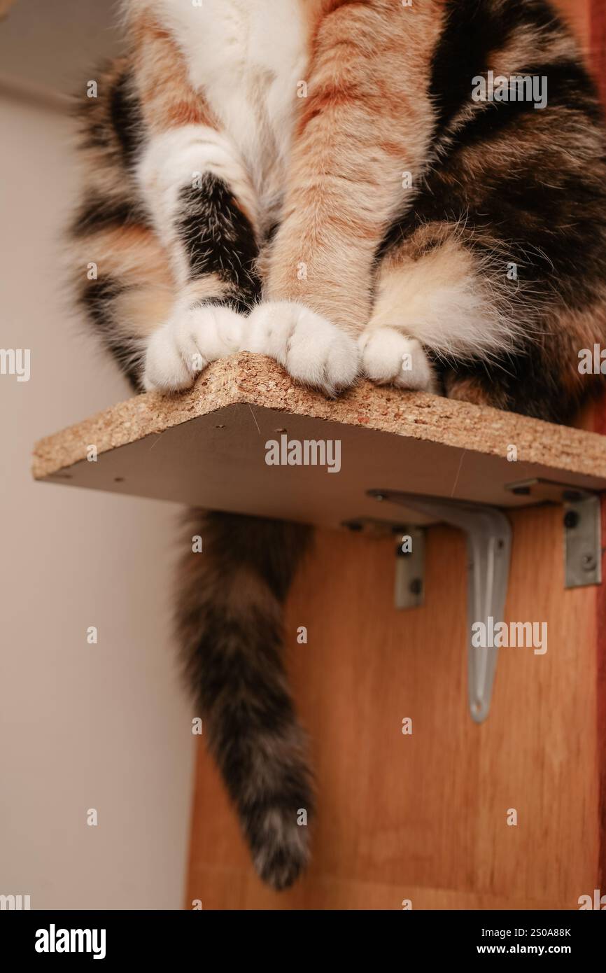 The lower body of a calico cat is showcased, with detailed focus on its ...