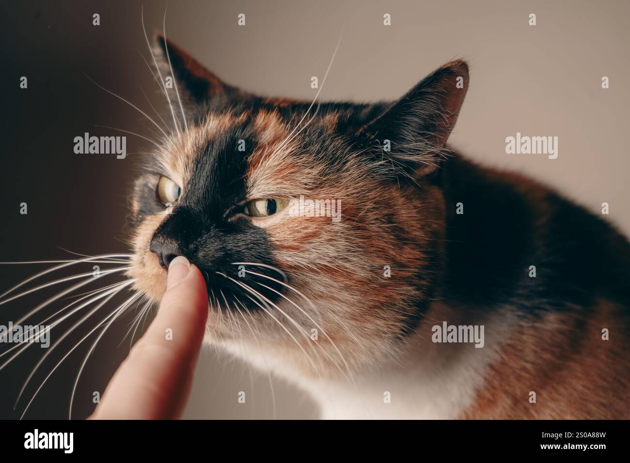 A curious calico cat sniffs a person's finger, showcasing its playful ...