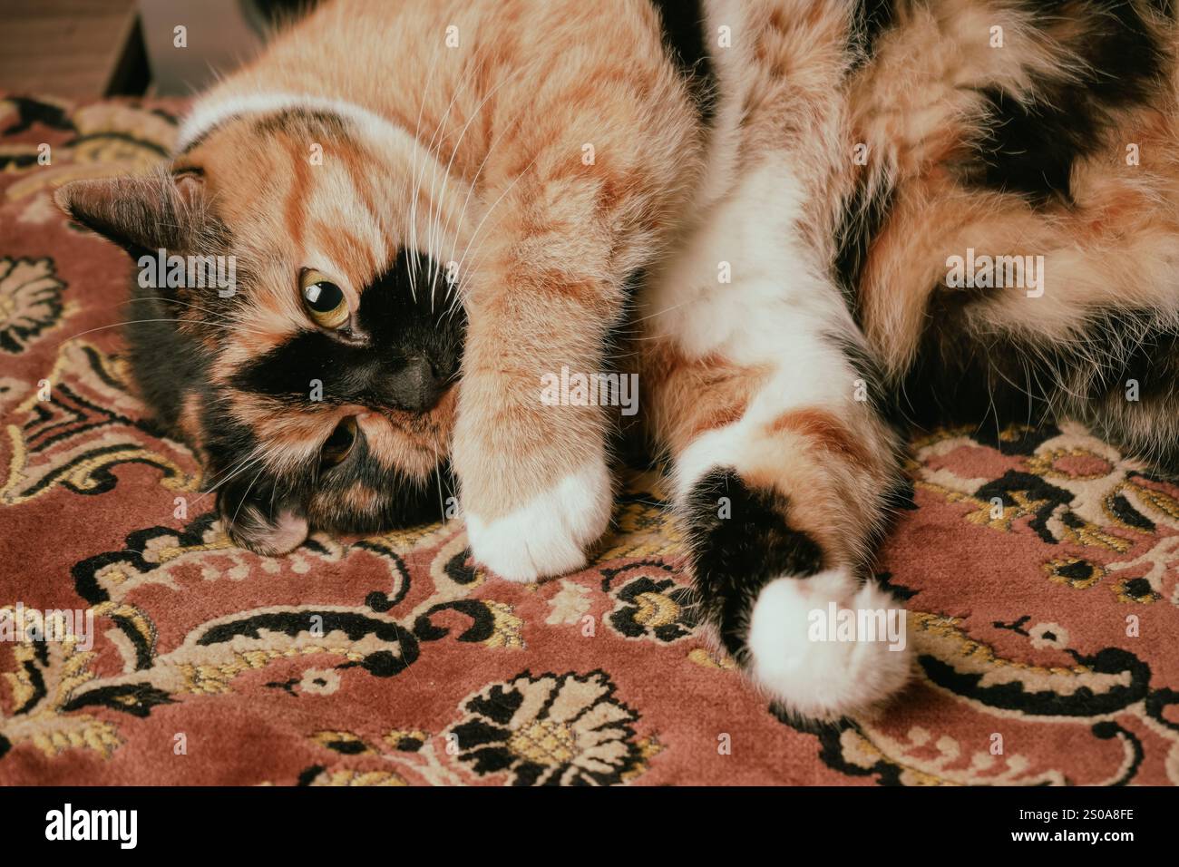 A calico cat with orange, black, and white fur rests on a soft blanket ...