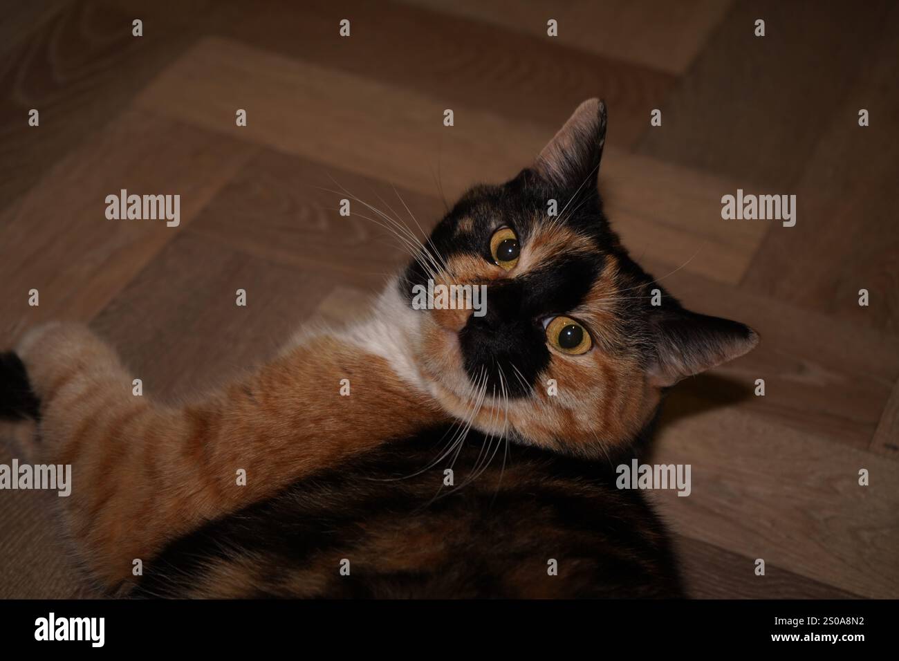 A calico cat's face is shown in stunning detail, showcasing its tri ...