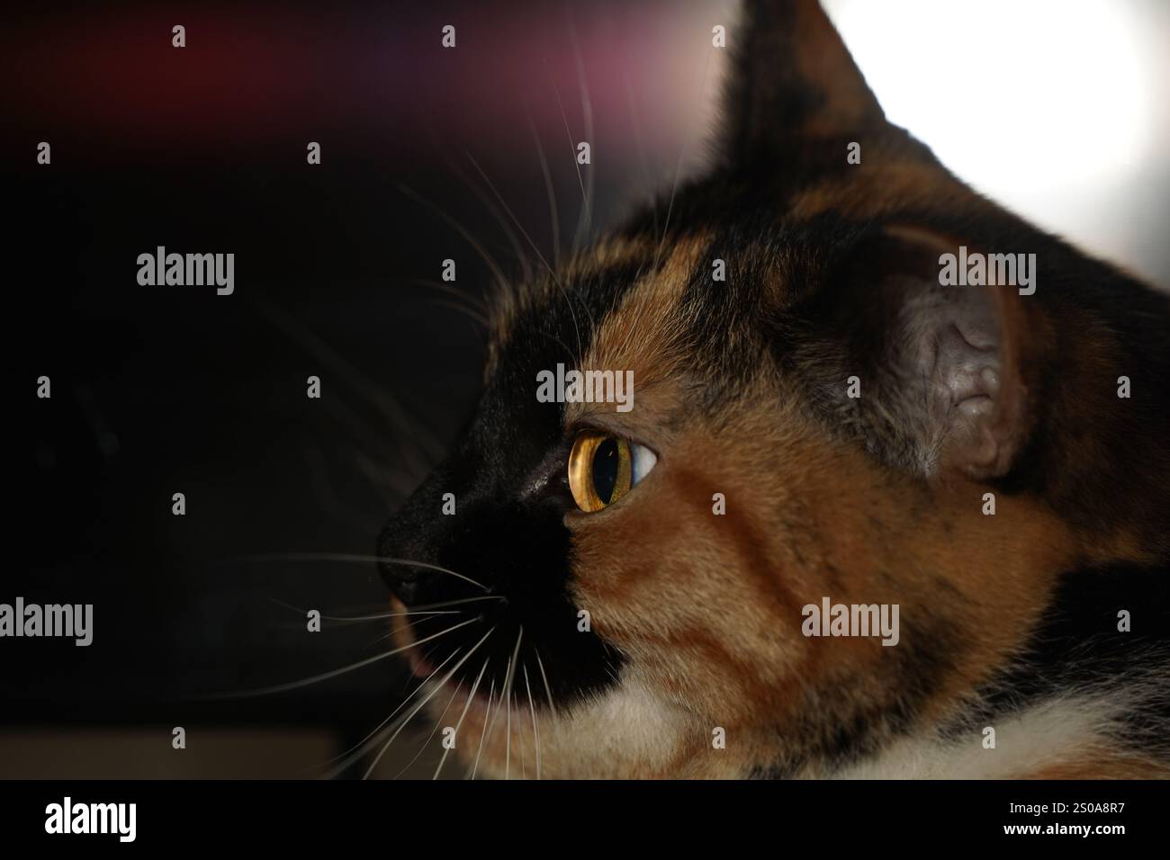 A calico cat's face is shown in stunning detail, showcasing its tri ...