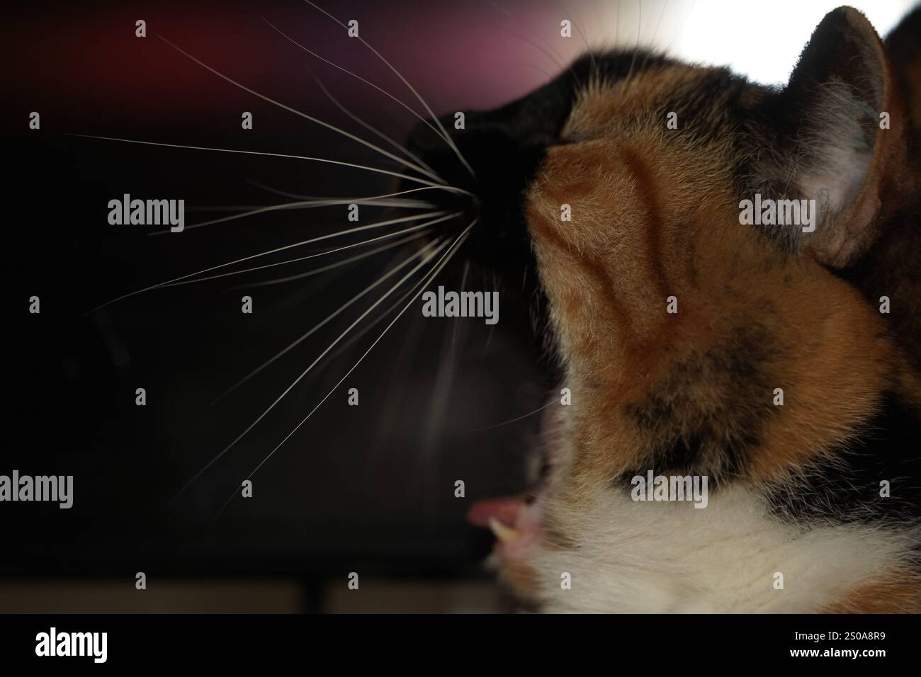 A calico cat's face is shown in stunning detail, showcasing its tri ...