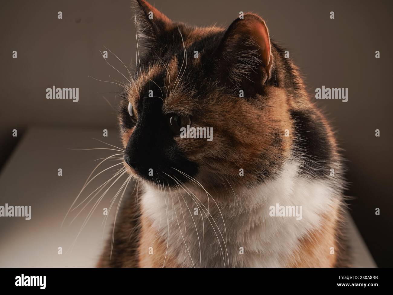 A calico cat's face is shown in stunning detail, showcasing its tri ...