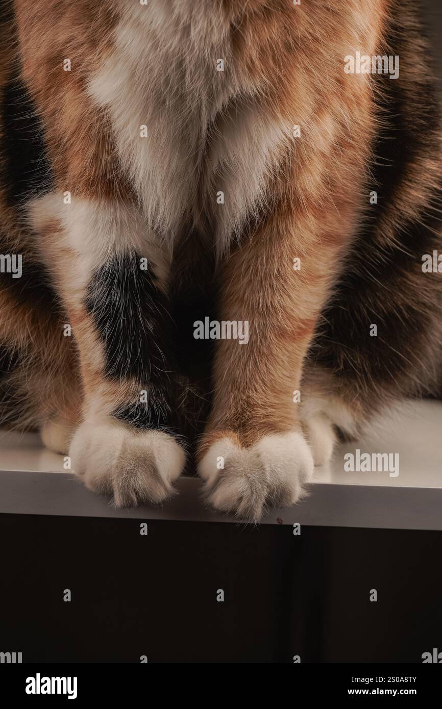 The lower body of a calico cat is showcased, with detailed focus on its ...