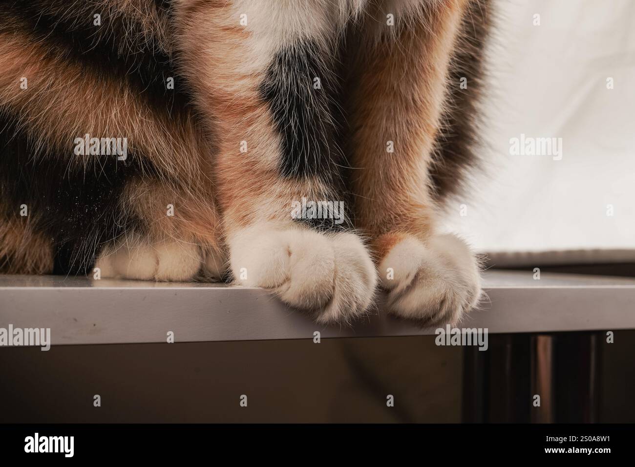 The lower body of a calico cat is showcased, with detailed focus on its ...