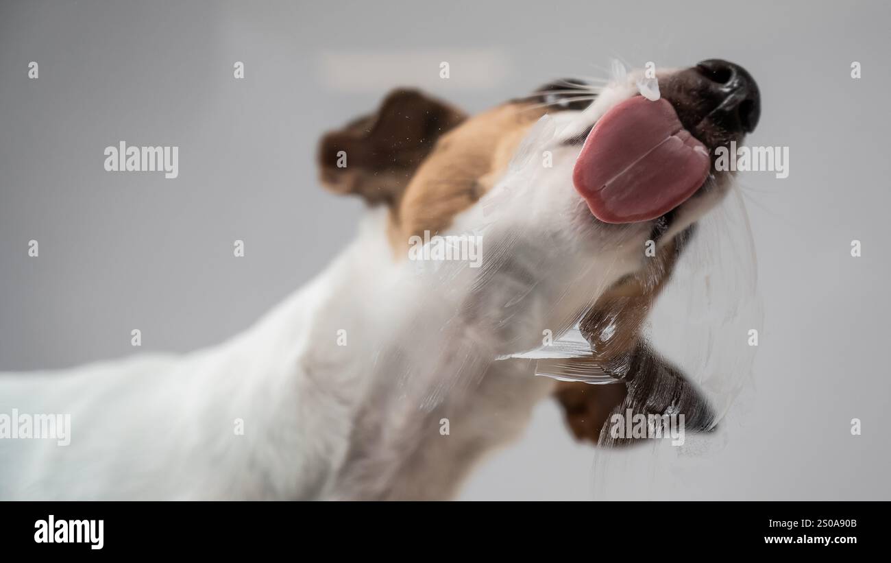 Jack Russell Terrier dog licking transparent glass on white background ...