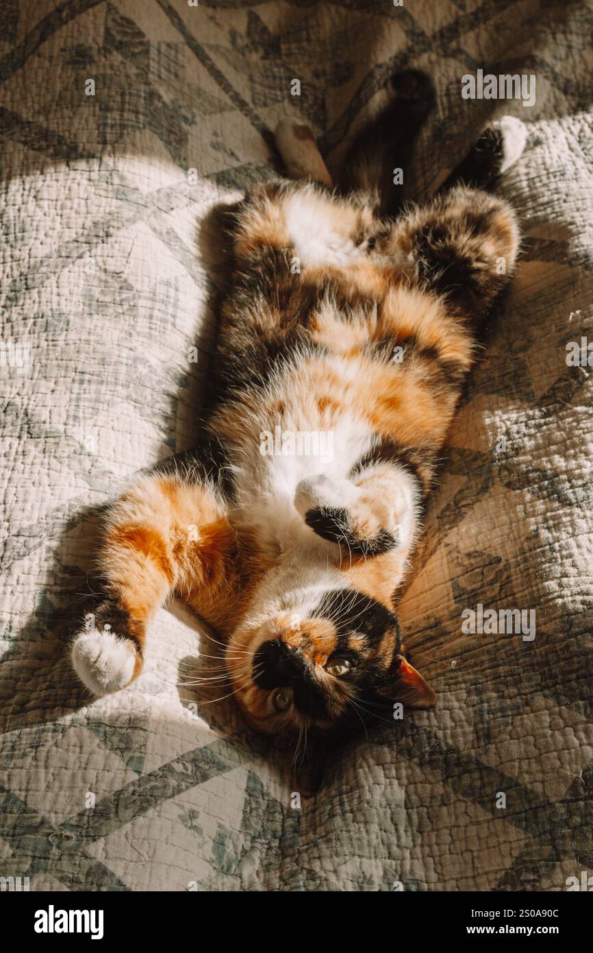 A calico cat with white, black, and orange fur rests belly-up on a cozy ...
