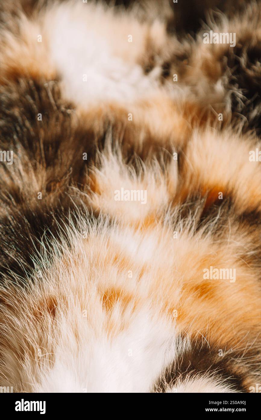 A calico cat with white, black, and orange fur rests belly-up on a cozy ...