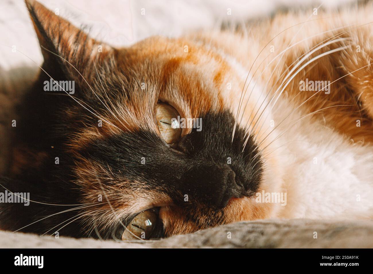 A fluffy calico cat, with a white, black, and orange coat, lounges on a ...