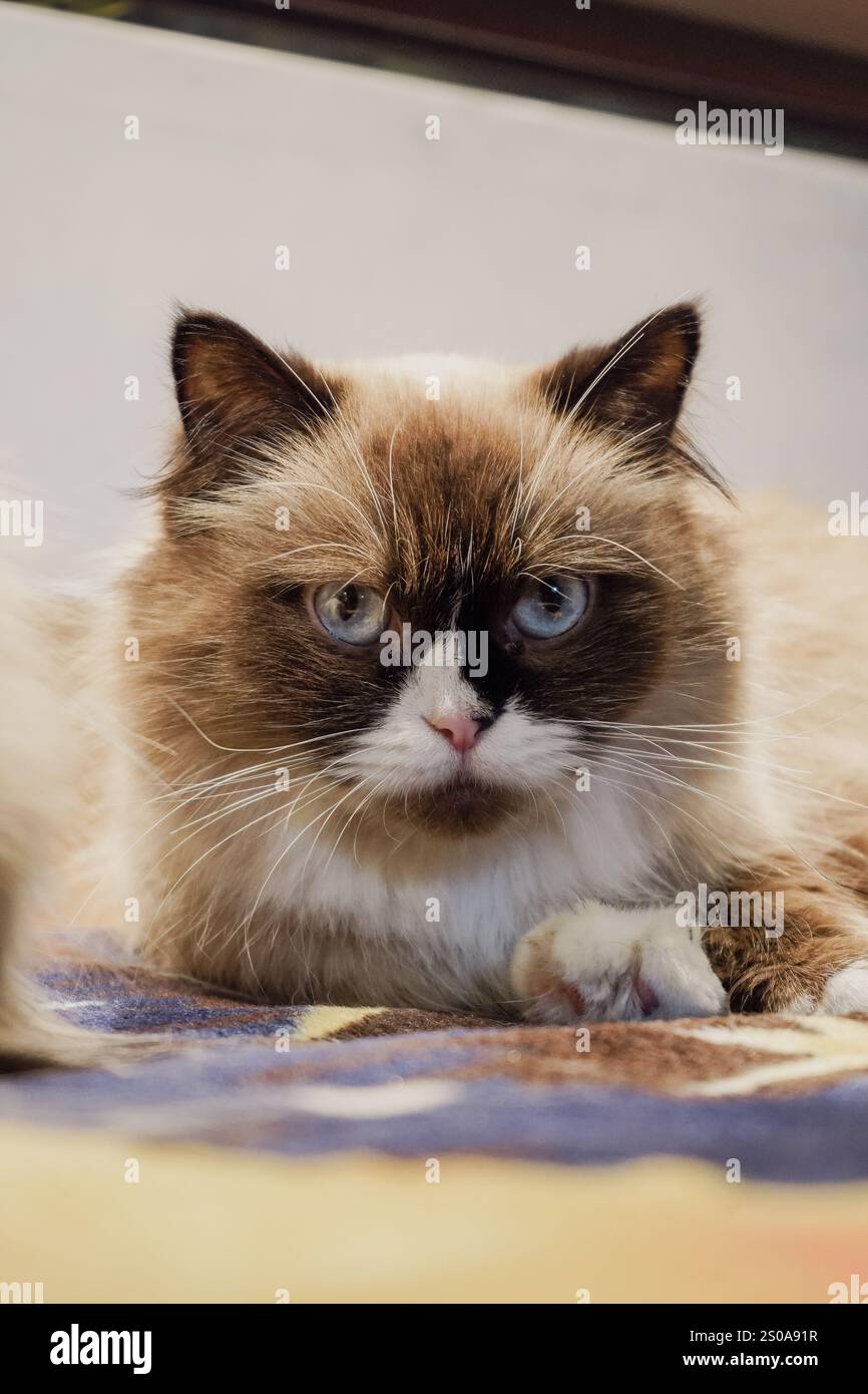 This beautiful cat, resembling a Neva Masquerade breed, sits calmly on ...