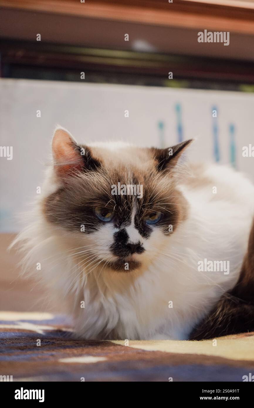 This beautiful cat, resembling a Neva Masquerade breed, sits calmly on ...