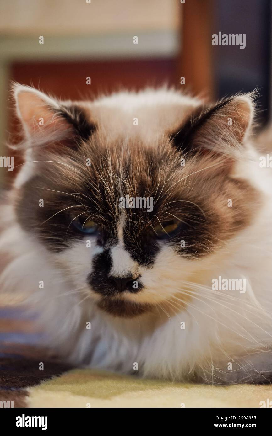 Resting on a soft blue carpet, the Neva Masquerade cat displays its ...