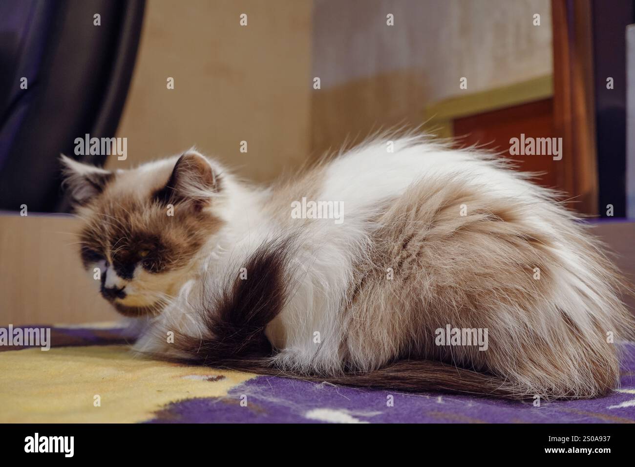 Resting on a soft blue carpet, the Neva Masquerade cat displays its ...