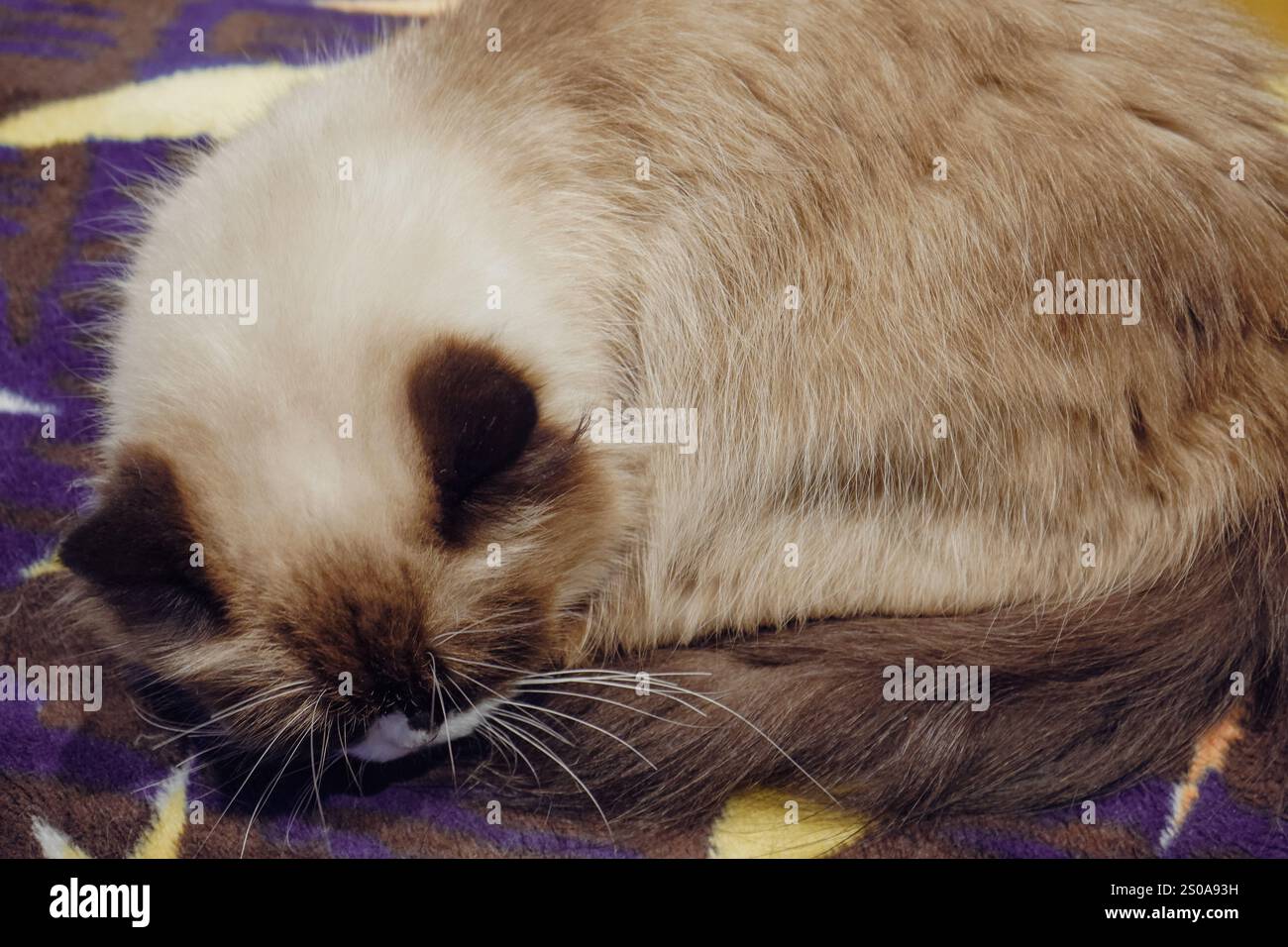 Resting on a soft blue carpet, the Neva Masquerade cat displays its ...