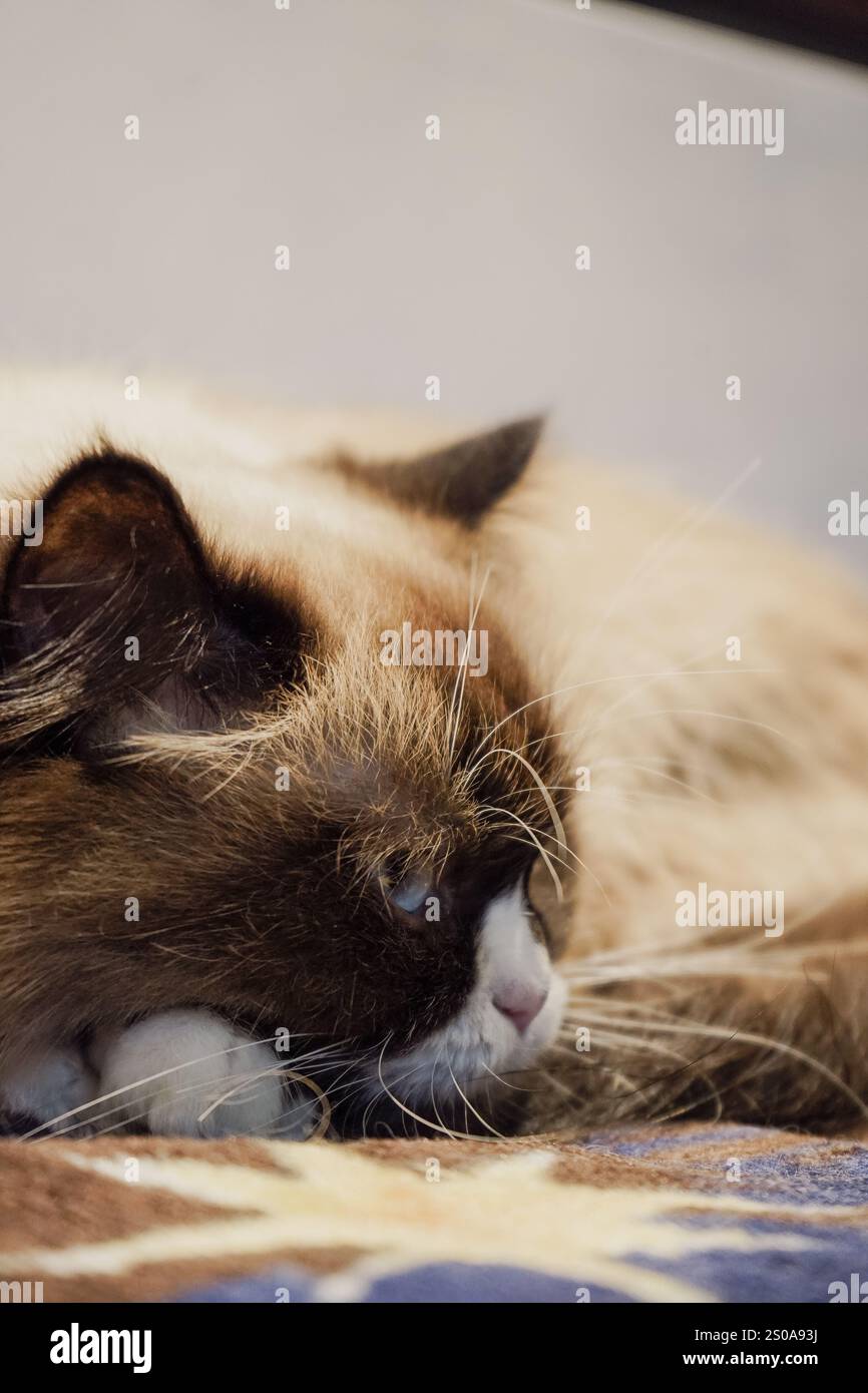 Resting on a soft blue carpet, the Neva Masquerade cat displays its ...