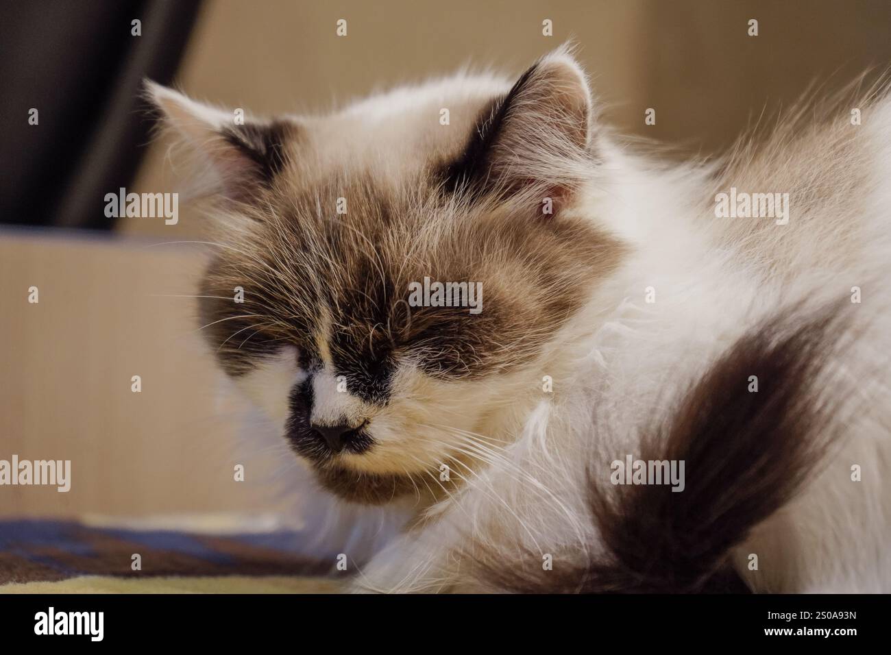 Displays stunning markings of blue hi-res stock photography and images ...