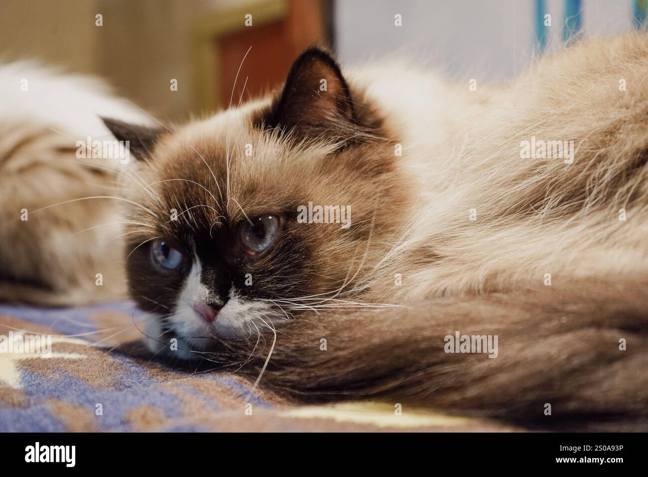 This beautiful cat, resembling a Neva Masquerade breed, lies peacefully ...