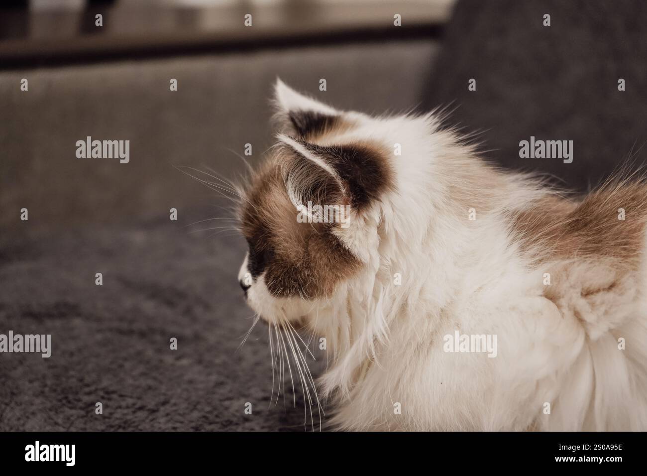 A white-furred cat with a brown mask on its face sits elegantly on a ...