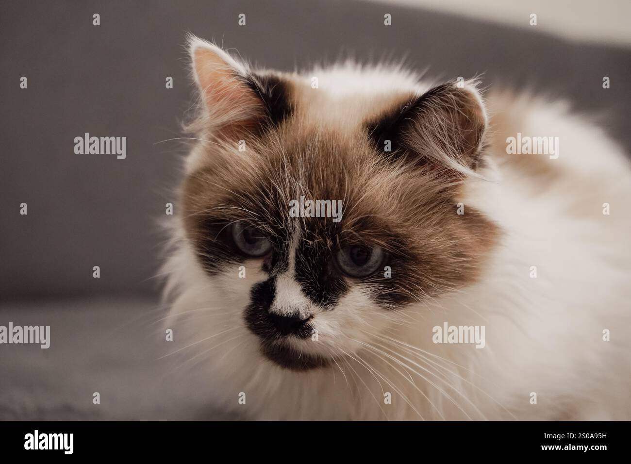 A white-furred cat with a brown mask on its face sits elegantly on a ...
