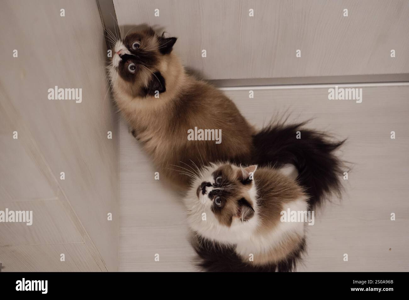 These Neva Masquerade cats with sparkling blue eyes are the epitome of ...