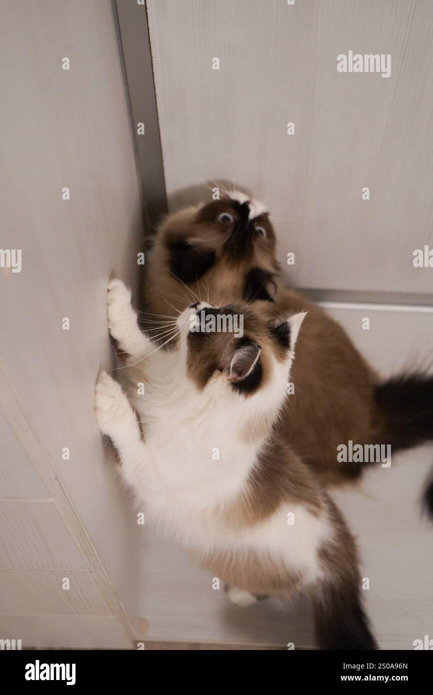 These Neva Masquerade cats with sparkling blue eyes are the epitome of ...