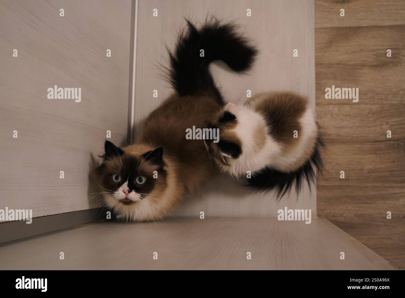 Showcasing their sparkling blue eyes, these Neva Masquerade cats exude ...