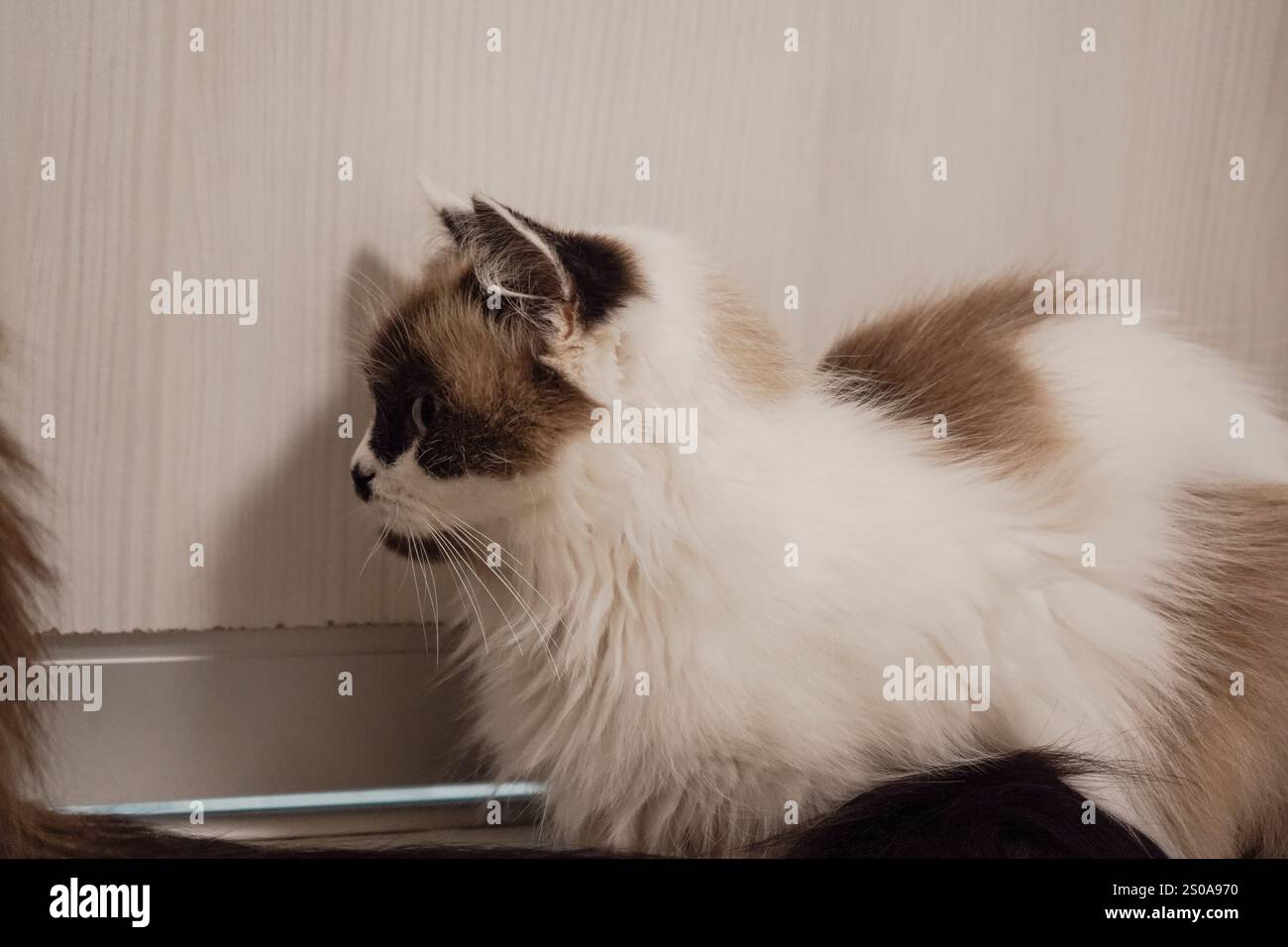 A calm cat with white fur and a brown mask lies down. The resemblance ...