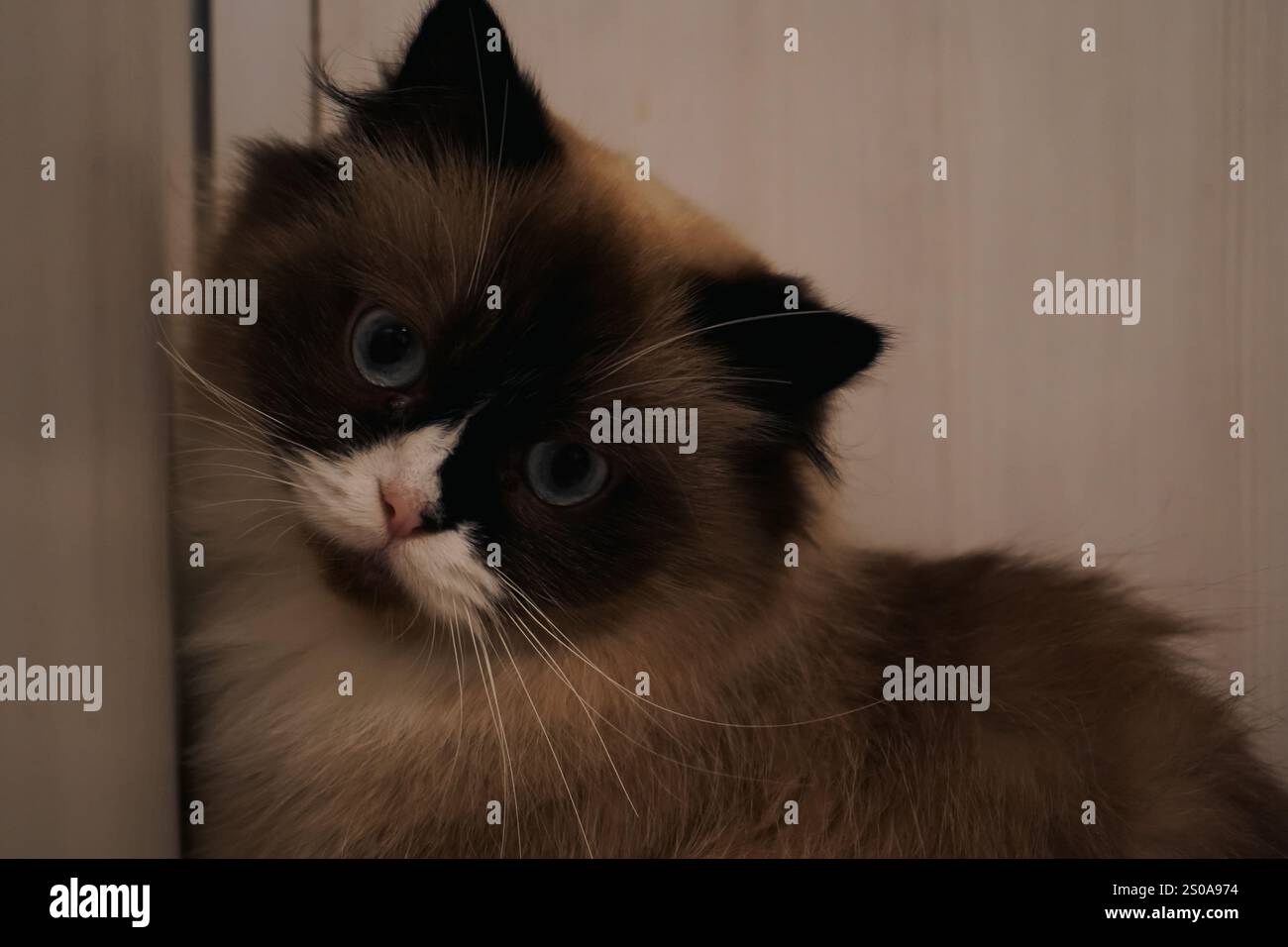 This Neva Masquerade cat is a vision of elegance, with its thick fur ...