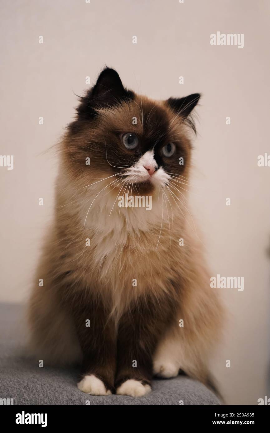 The Neva Masquerade cat with striking blue eyes and a fluffy coat ...