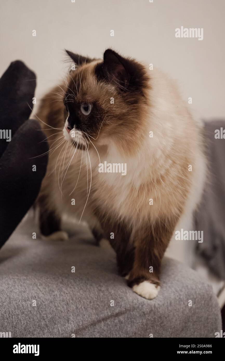 The photo shows human legs. The Neva Masquerade cat stands at full ...