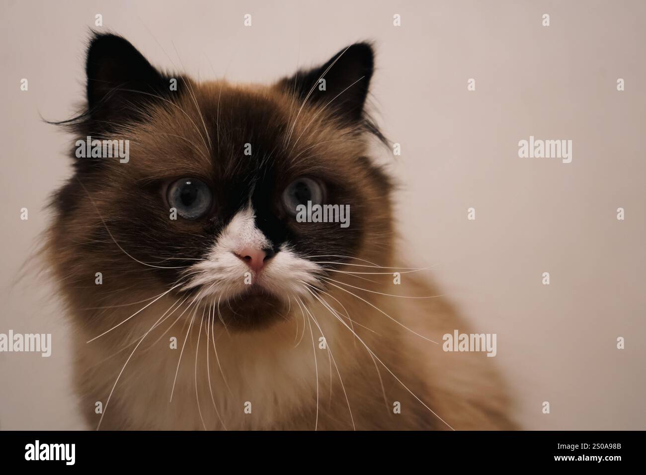 The Neva Masquerade cat with striking blue eyes and a fluffy coat ...