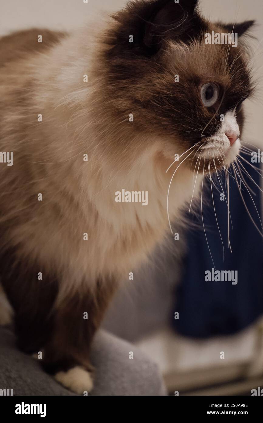 With its striking mask-like markings, the Neva Masquerade cat looks ...