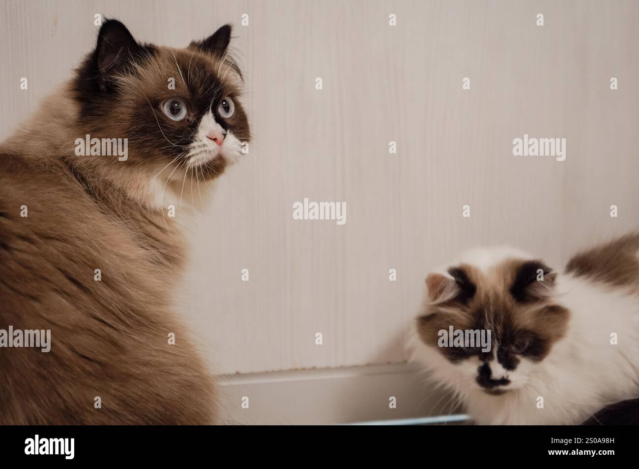 Showcasing their sparkling blue eyes, these Neva Masquerade cats exude ...