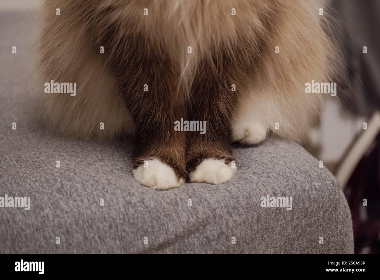The fluffy paws of a Neva Masquerade cat rest gracefully on a white ...