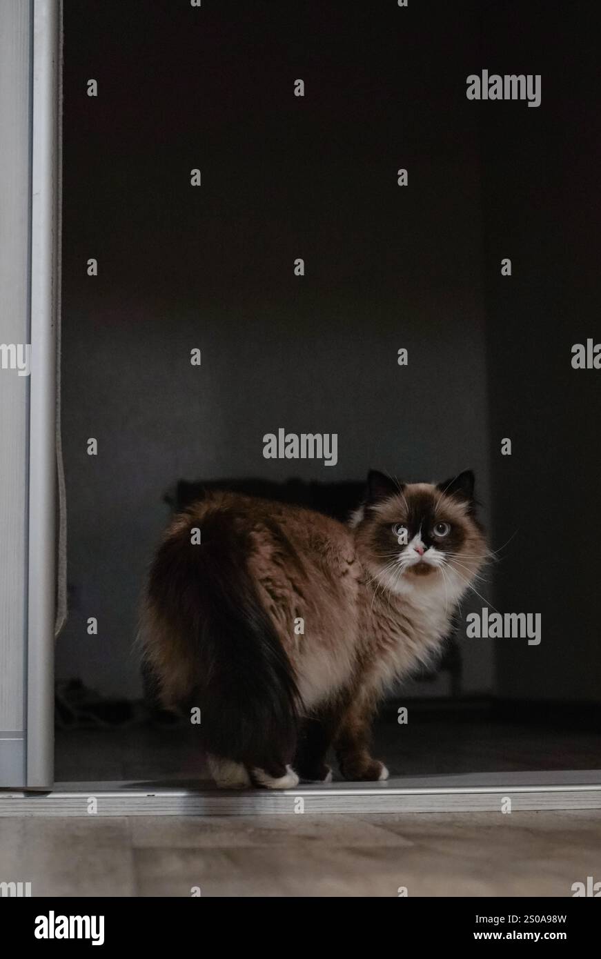 This fluffy Nevis Masquerade cat walks gracefully, his piercing blue ...