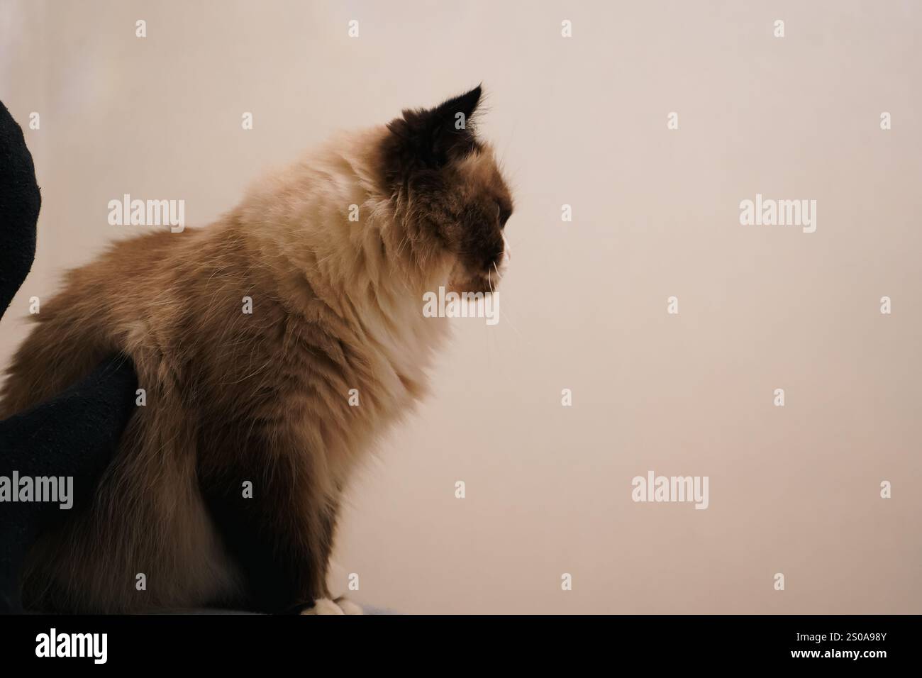 With its striking mask-like markings, the Neva Masquerade cat looks ...