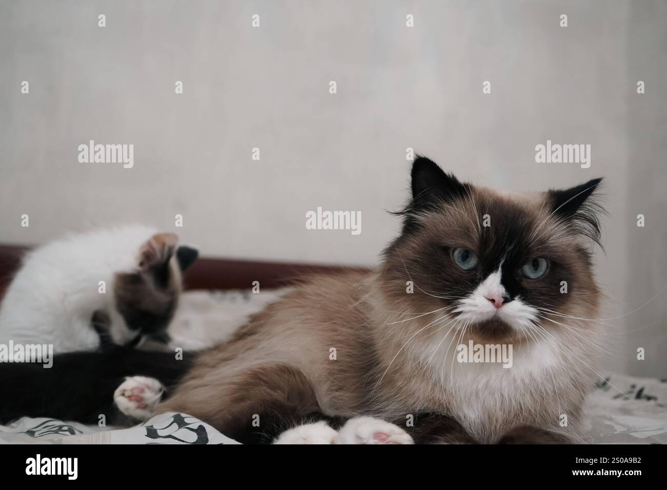 This Neva Masquerade cat is a vision of elegance, with its thick fur ...