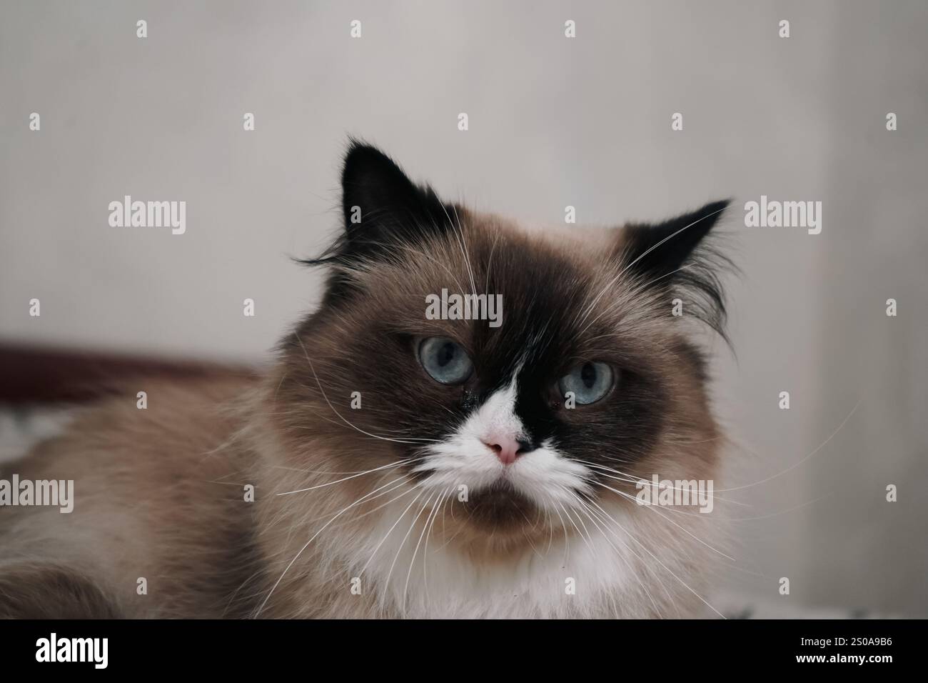 This Neva Masquerade cat is a vision of elegance, with its thick fur ...