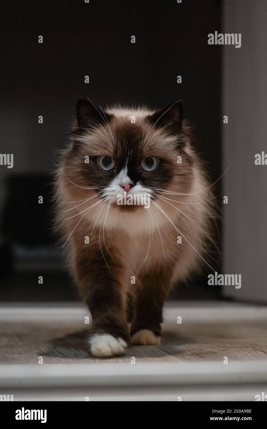This fluffy Nevis Masquerade cat walks gracefully, his piercing blue ...