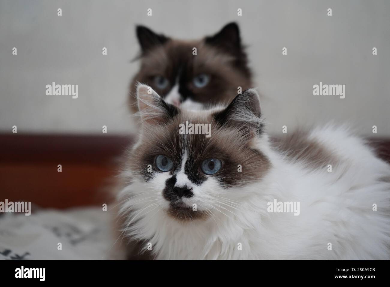 Showcasing their sparkling blue eyes, these Neva Masquerade cats exude ...