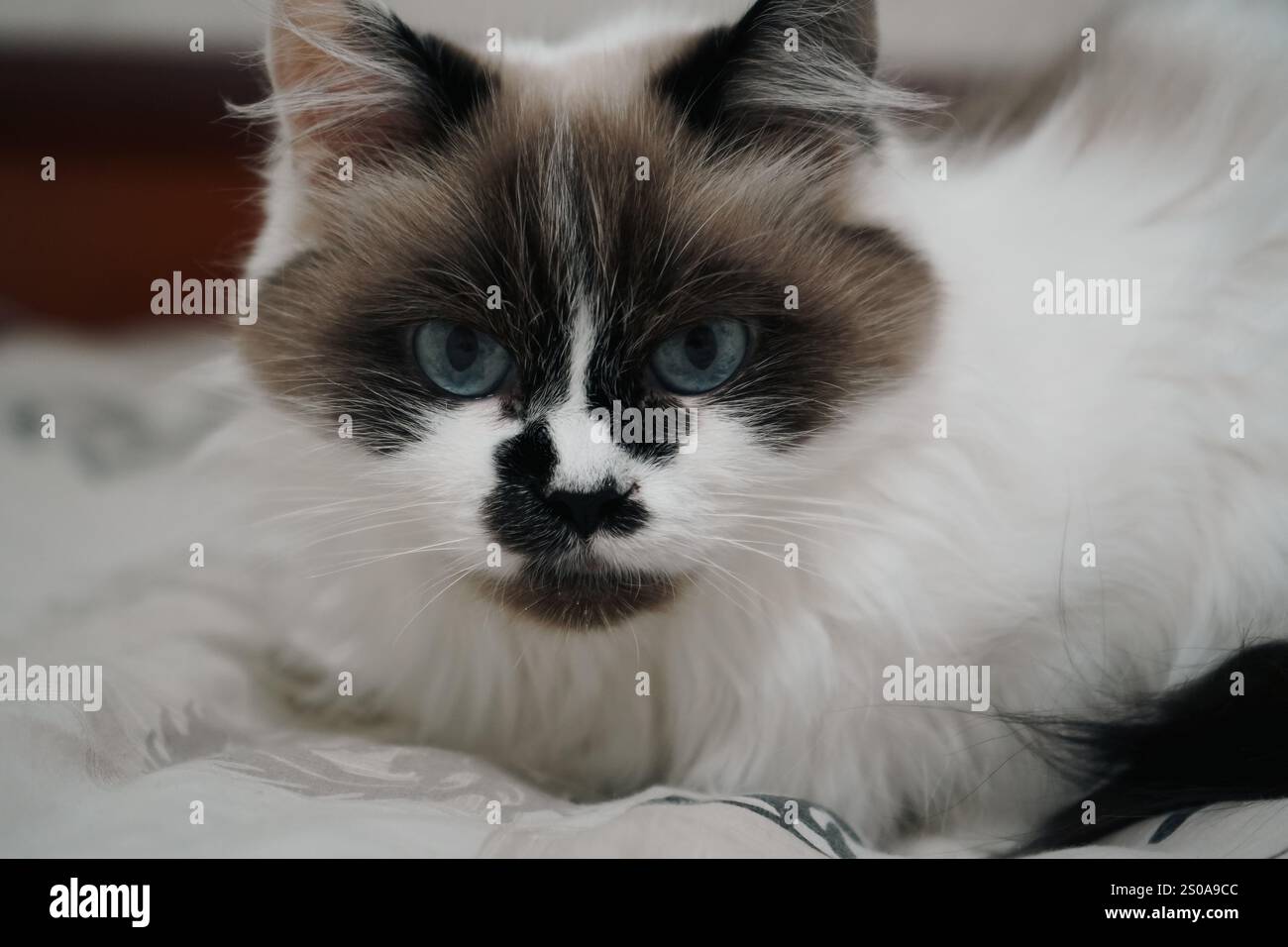 This Neva Masquerade cat is a vision of elegance, with its thick fur ...