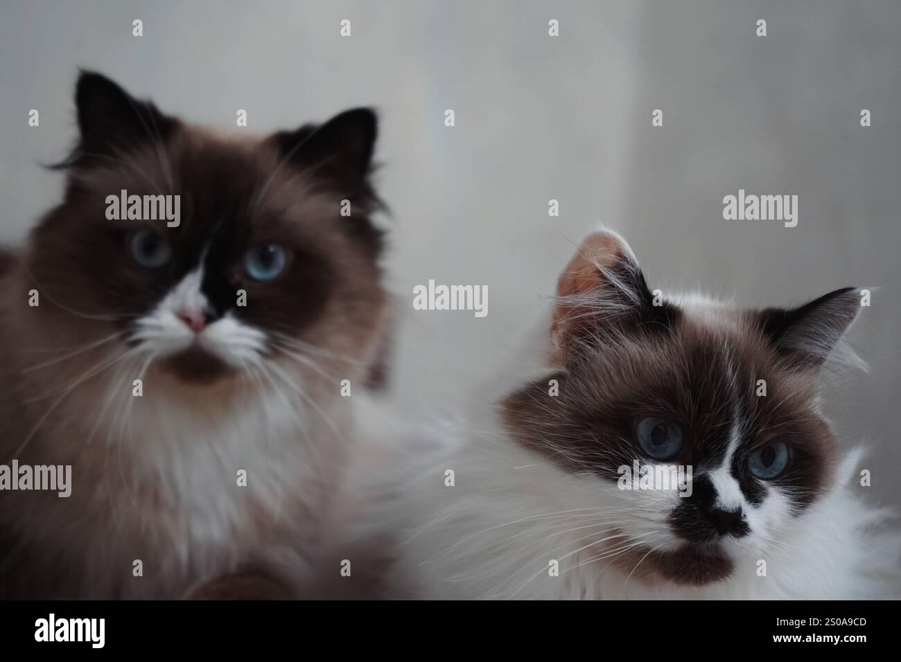 With piercing blue eyes, these Neva Masquerade cats pose gracefully ...