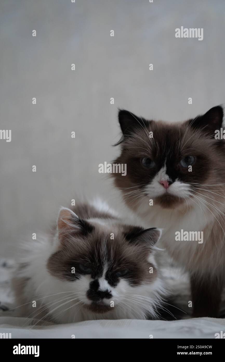 With piercing blue eyes, these Neva Masquerade cats pose gracefully ...