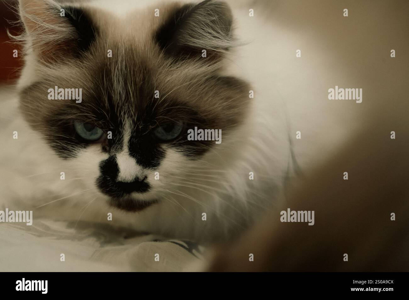 This Neva Masquerade cat is a vision of elegance, with its thick fur ...