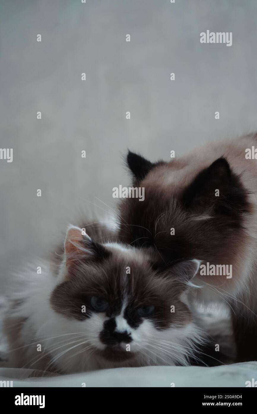 With piercing blue eyes, these Neva Masquerade cats pose gracefully ...