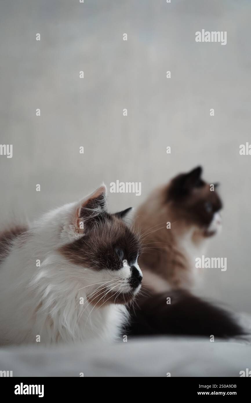 With piercing blue eyes, these Neva Masquerade cats pose gracefully ...