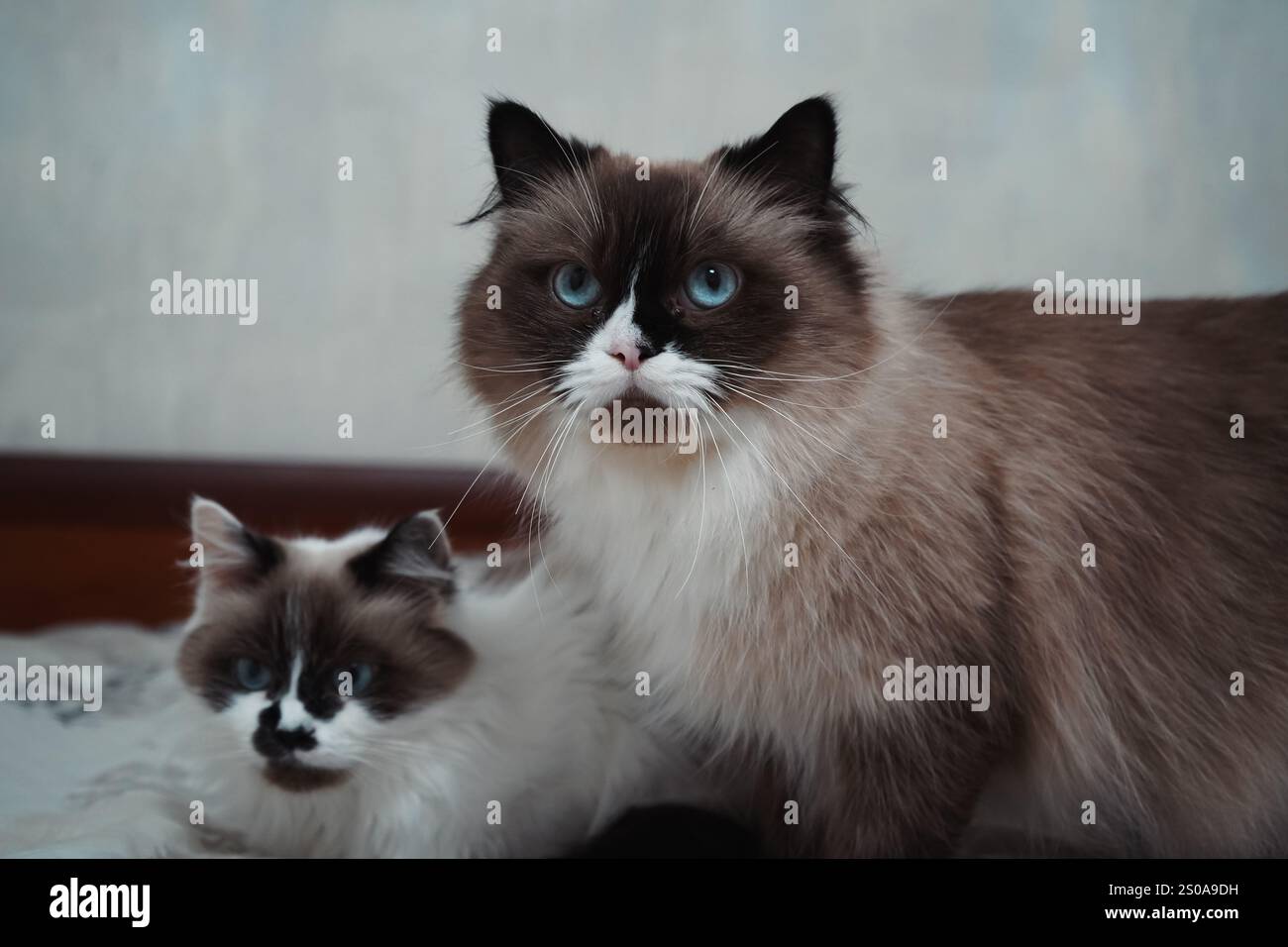 Showcasing their sparkling blue eyes, these Neva Masquerade cats exude ...